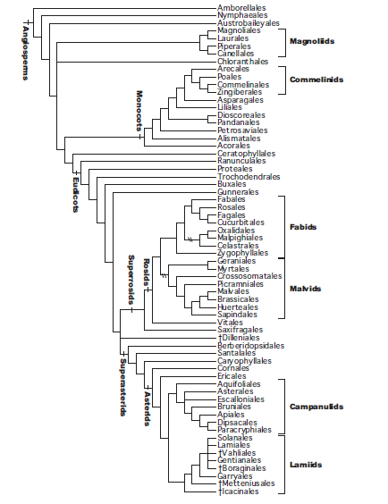 被子植物APG IV分类法述评 - 知乎