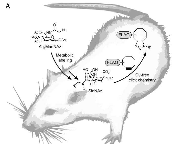 「生物正交化学」是一个什么领域？在做哪些研究？ - 知乎