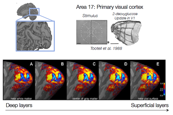 【fmri Note】module10 2 Spatial And Temporal Resolution Of Bold Fmri