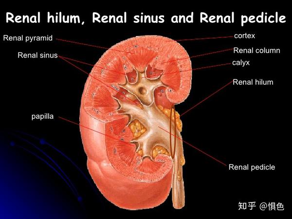 什么是肾窦（Renal Sinus）？ - 知乎