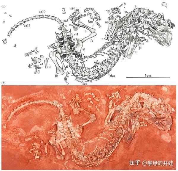 【地球演义】蛋，爪子，太阳穴和龙兽争霸 - 知乎