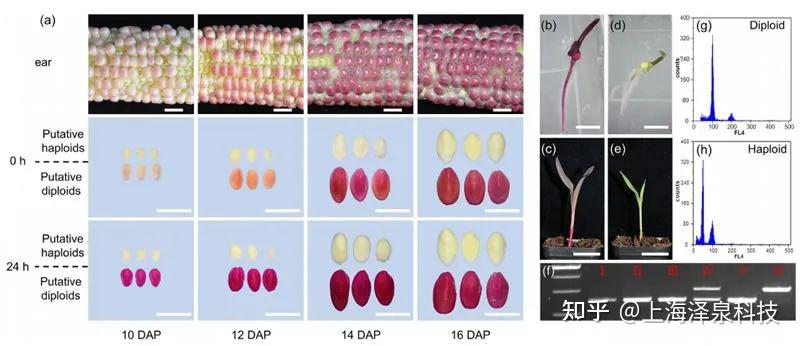 PBJ：作物通用型、高效可视化单倍体鉴别系统—RUBY - 知乎