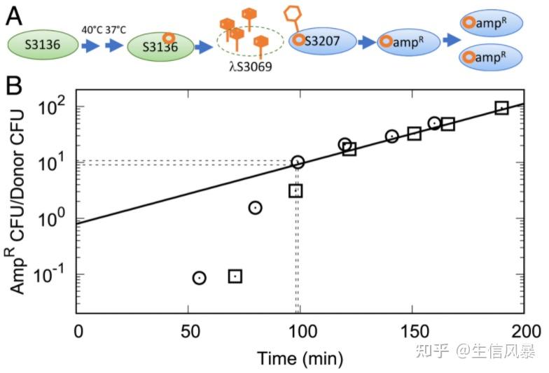 PNAS:通过溶菌原保护噬菌体敏感的大肠杆菌 - 知乎