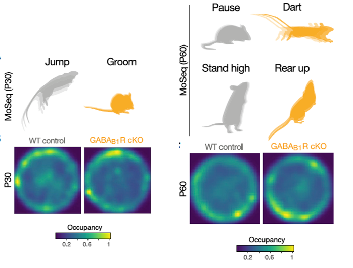 大胃王也挑食？---发育早期小胶质细胞对突触的选择性修剪 | 脑海Yeah - 知乎
