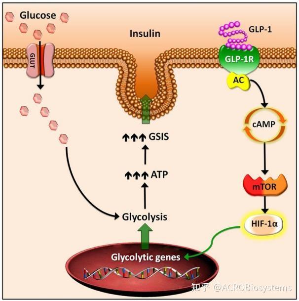 【全球首个】GLP-1R/GIPR/GCGR三激动剂项目启动Ⅲ期临床 - 知乎