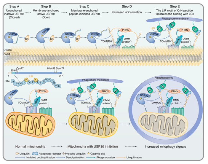 来自 USP30 跨膜结构域的自抑制、线粒体自噬诱导肽的鉴定 - 知乎
