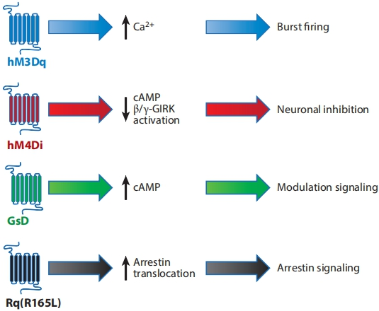 神经元活性调控技术主要有哪些？光遗传和化学遗传有什么区别？ - 知乎