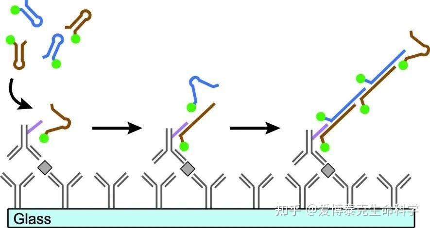 推陈出新 | 抗体-寡核苷酸偶联物（AOCs）技术服务来袭！ - 知乎