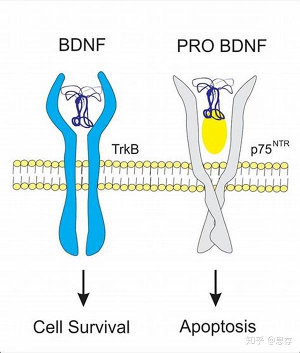 BDNF ELISA 试剂盒，值得拥有 - 知乎