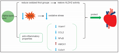 一文搞懂：硫辛酸是如何应对头号杀手威胁的 - 知乎