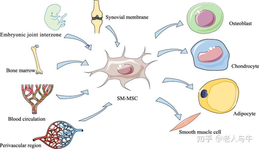 无处不在的万能细胞！MSCs治疗各种疾病崭露头角 - 知乎