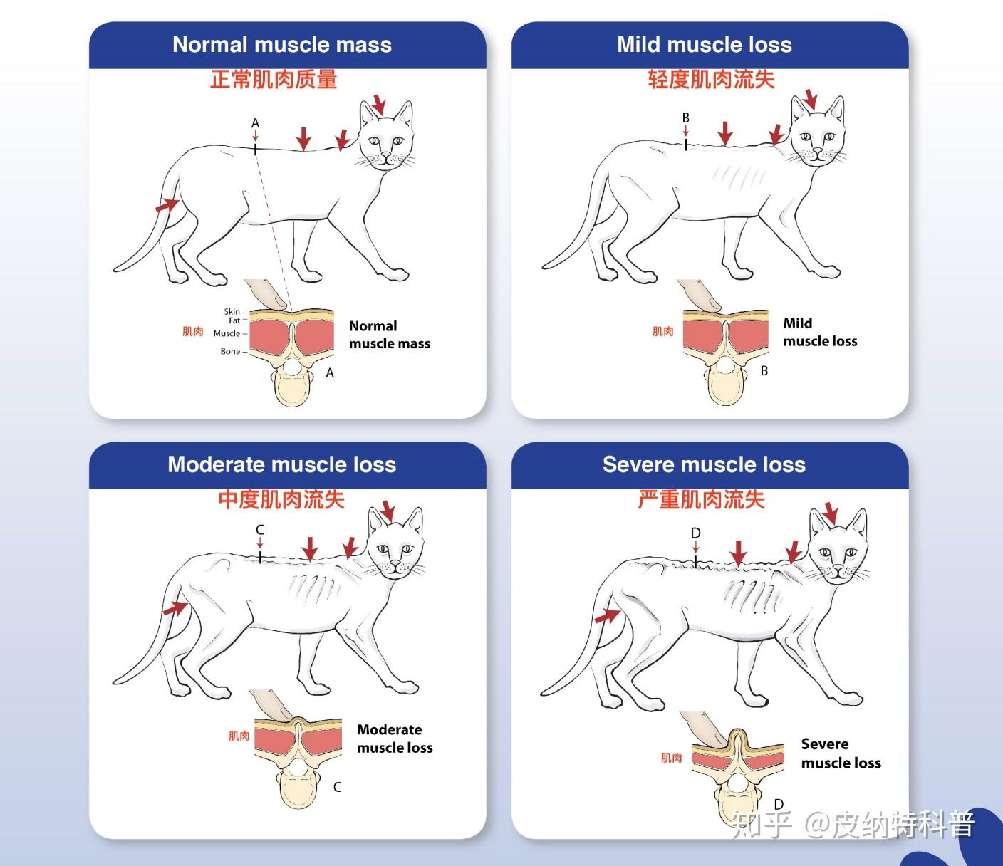 胖胖的更萌？说说宠物猫狗的体重管理。 - 知乎
