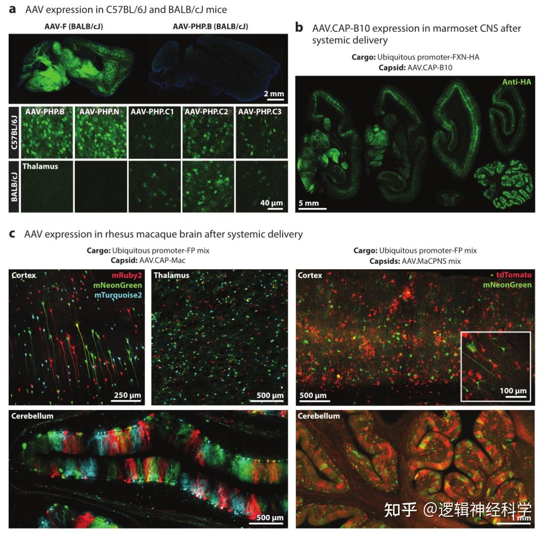 Annu Rev Neurosci 综述丨操控不同神经细胞的腺病毒工具 - 知乎