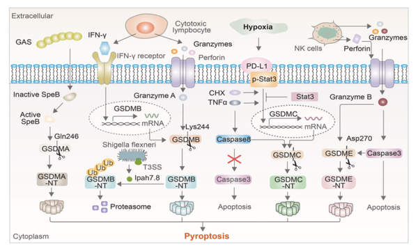 Cell Mol Immunol 丨 细胞焦亡在炎症和癌症中的作用 - 知乎