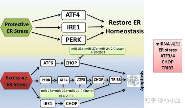 miR-RNA在癌症领域的研究~（前沿篇） - 知乎