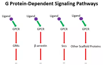 基于GPCR家族的抗体研发现状和展望 - 知乎