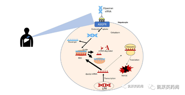 4亿美元权益再次出让！Royalty Pharma从Arrowhead手中获得了安进公司Olpasiran的特许权使用费权益 - 知乎