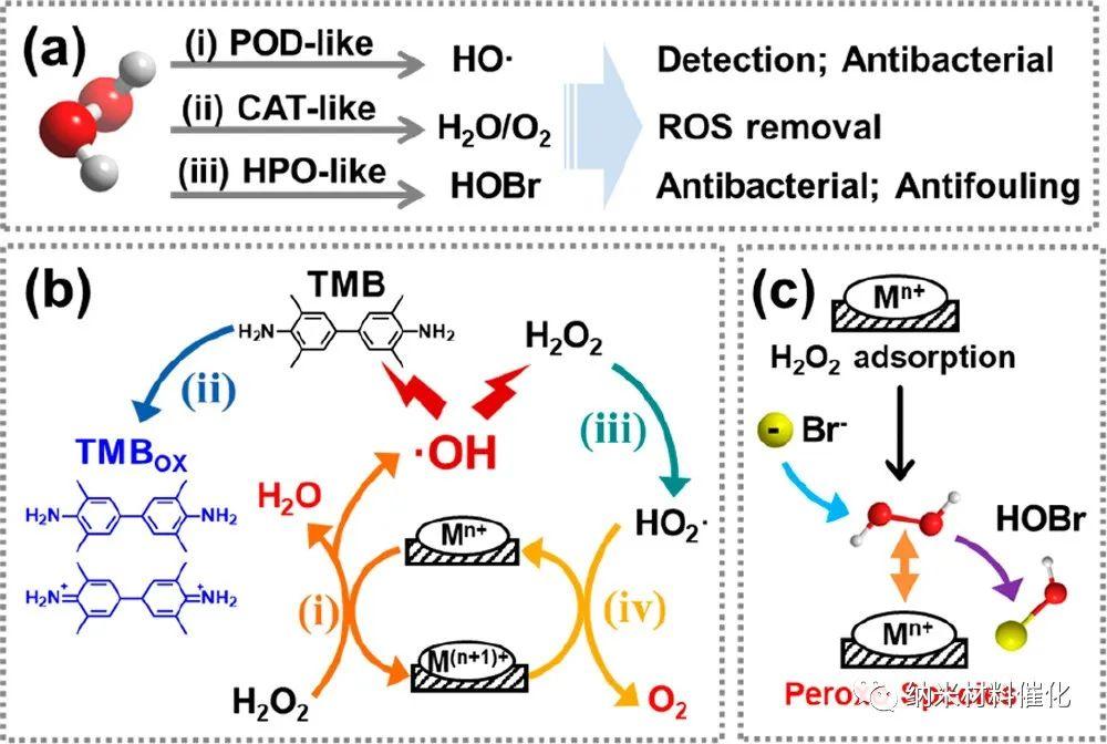 【ACS Nano】调节明确的 CeO2 纳米酶上的 H2O2 激活途径可以完全控制相关酶反应之间的特异性|香港城市大学 - 知乎