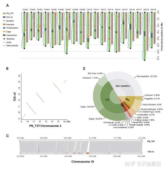 文献解读 | 园艺顶刊HR发表首个葡萄T2T参考基因组 - 知乎