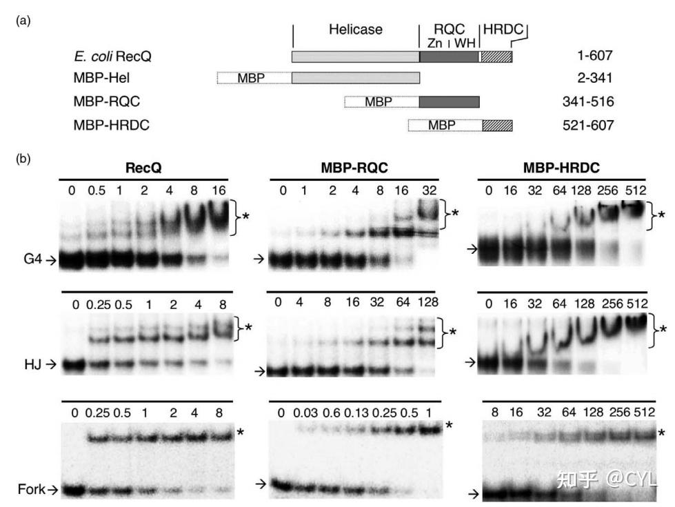 【文献翻译】RecQ家族解旋酶中一个保守的G4 DNA结合域 - 知乎