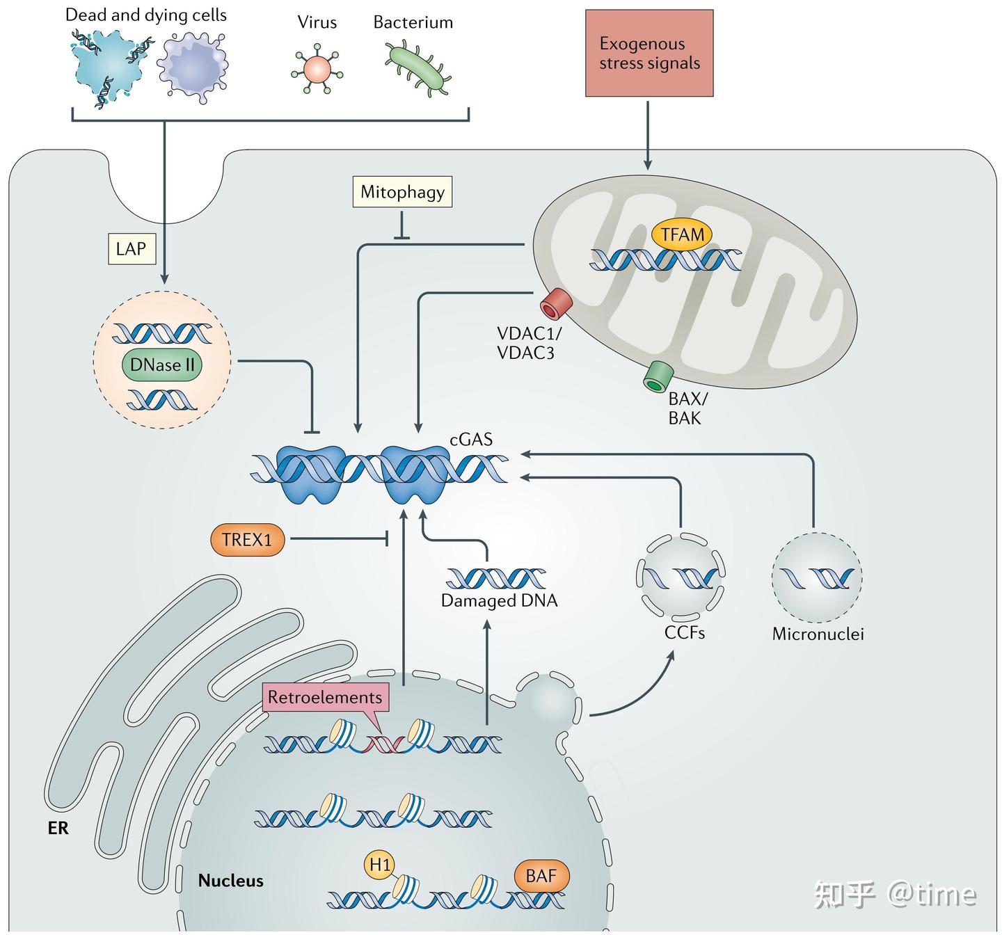文献分享 | Nature Reviews Immunology：cGAS-STING通路作为炎症性疾病的治疗靶点 - 知乎