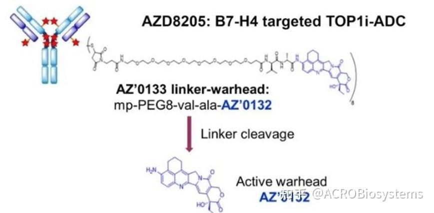 B7家族的多面光辉 - 知乎