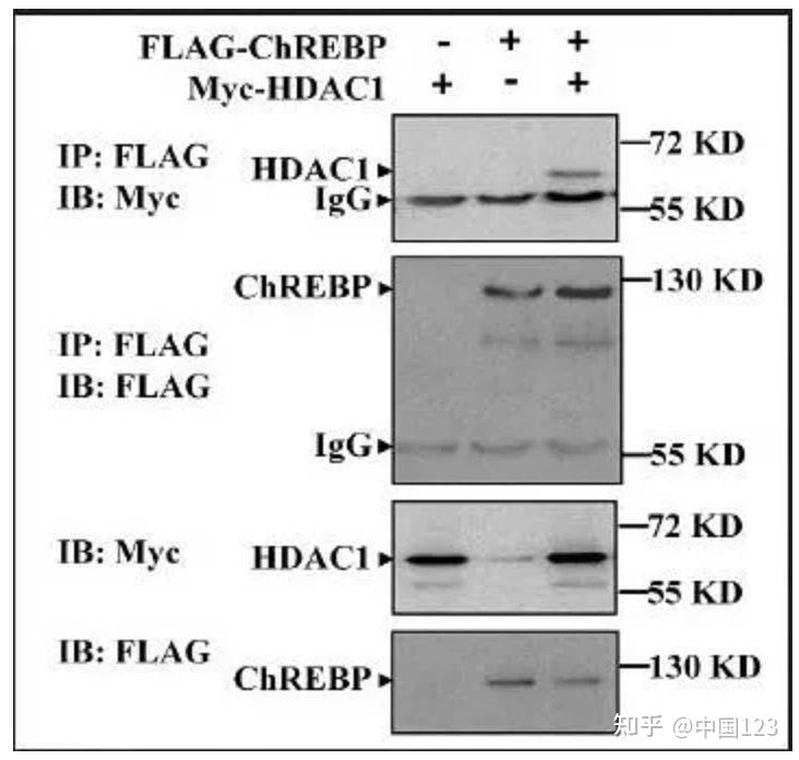 应用——免疫共沉淀（Co-IP）结果图解读 - 知乎