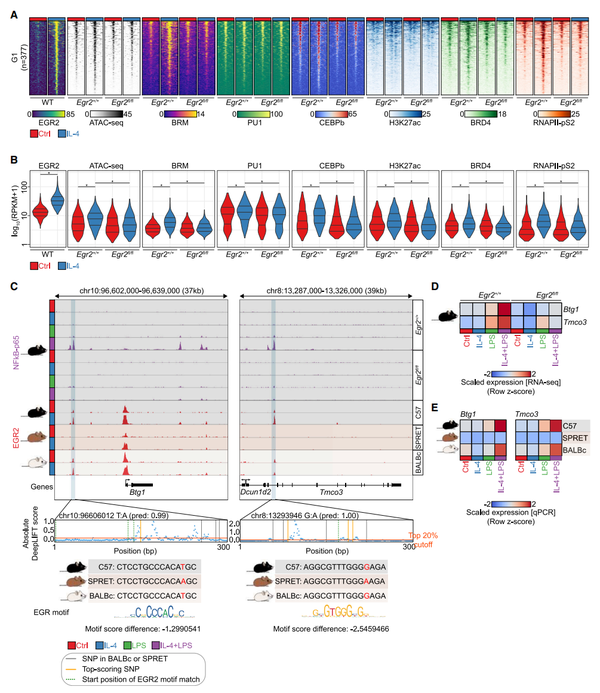 免疫学顶刊Immunity丨IL-4 极化巨噬细胞的表观遗传状态使对 TLR 配体的协同反应延长 - 知乎