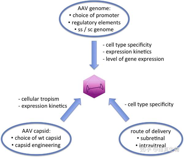 AAV在眼睛中的靶向传递策略 - 知乎