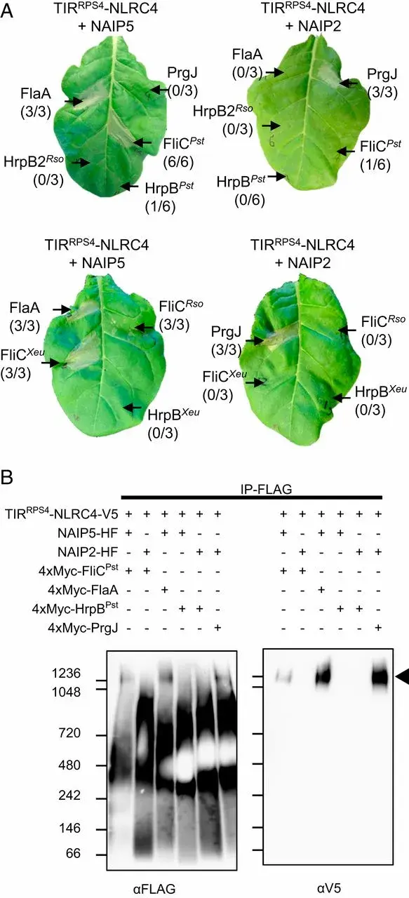 PNAS | 在植物中重构哺乳动物炎症小体，揭示植物TIR-NLR的作用机制 - 知乎