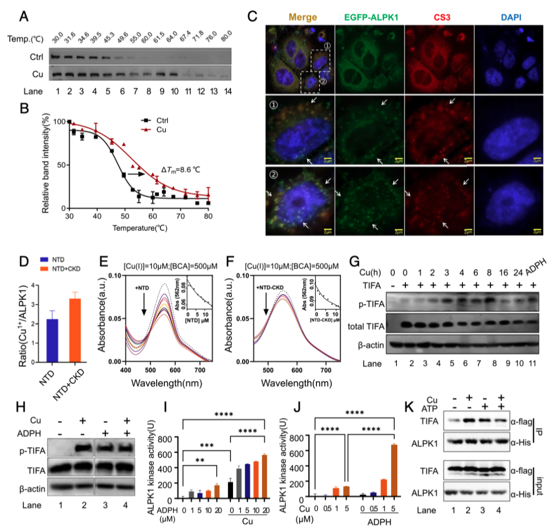 PNAS丨铜通过激活 ALPK1 激酶调节宿主对细菌感染的先天性免疫反应 - 知乎