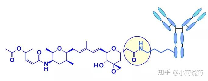收藏！ADC全景概况（payload，linker，conjugate和Endocytosis） - 知乎
