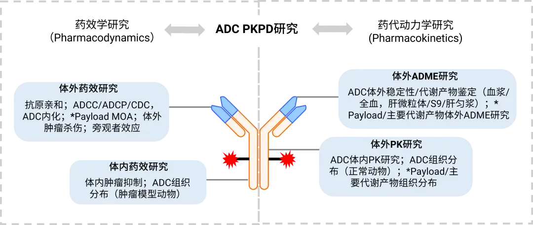 DMPK系列 | ADC临床前PKPD研究策略与实践 - 知乎