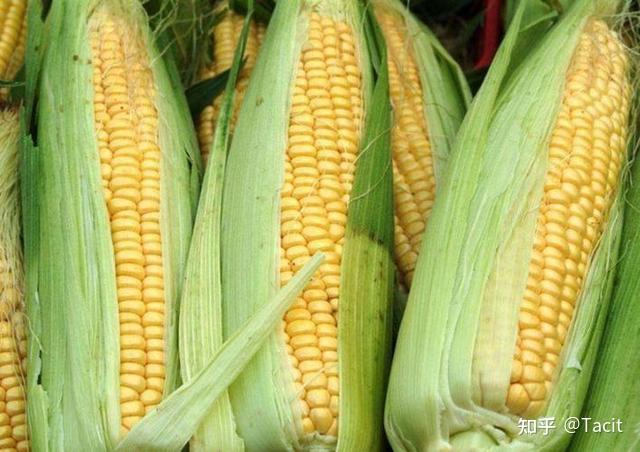 甜玉米”和 糯玉米”哪个升糖指数高?多数人或蒙在鼓里不知 知乎