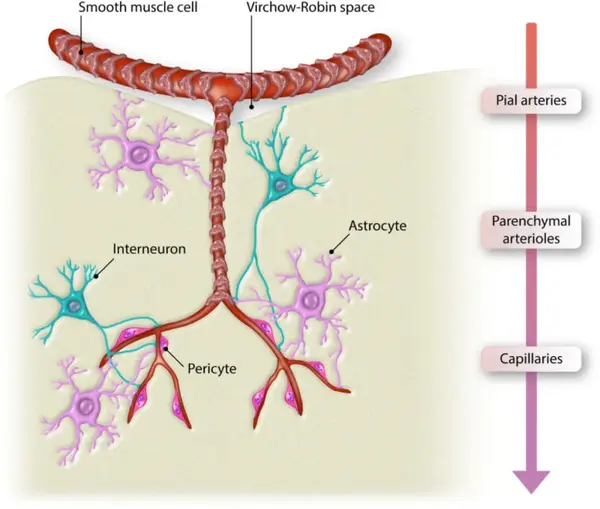 Cardiovasc Res|Stuart M Allan团队总结了慢性心血管疾病相关炎症影响cSVD的分子机制 - 知乎