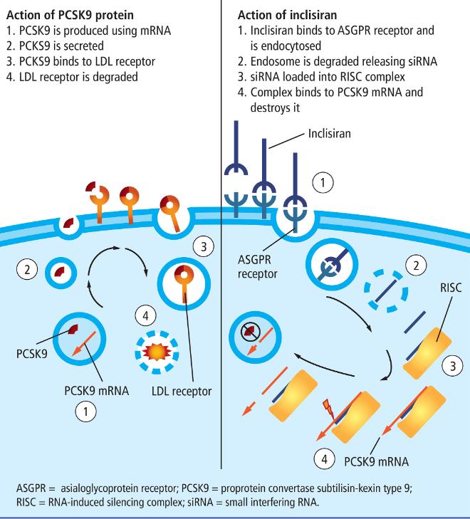 FDA 批准上市的 siRNA 药物非临床药效学研究 —— 复盘与启示 - 知乎