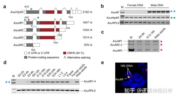 Nat Commun︱南方医科大学陈晓光团队揭示媒介蚊虫性别决定新机制 - 知乎