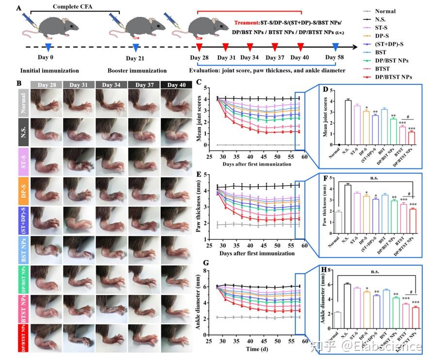 文献解读 | IF=18.962！Elabscience®助力类风湿关节炎治疗研究 - 知乎