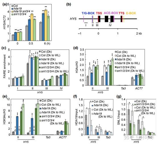文献解读-组蛋白去乙酰化酶复合体SNL-HDA19 通过拮抗HY5 活性抑制拟南芥的光形态建成 - 知乎
