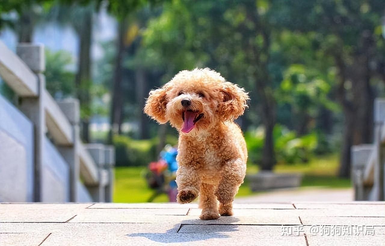 “性格温顺”的4种狗和“脾气差”的3种狗，你家狗属于哪种？ - 知乎