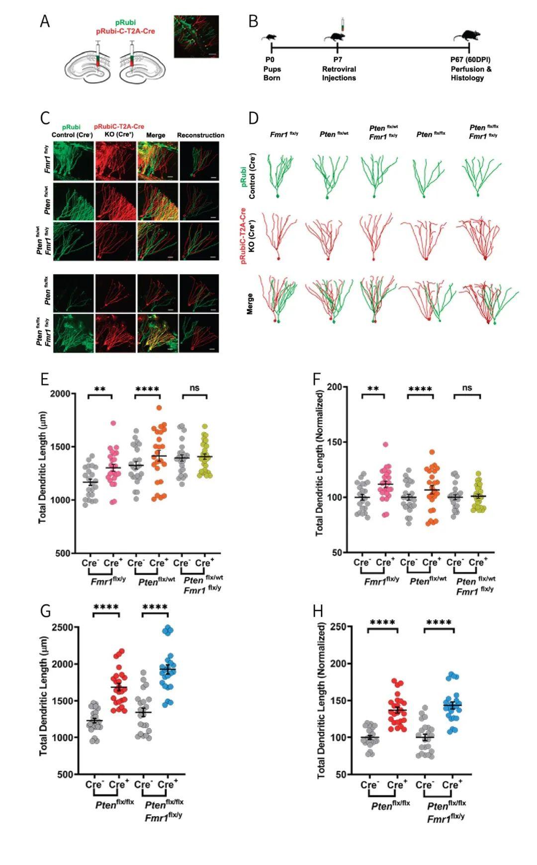 PNAS | Pten/Fmr1遗传相互作用参与脆性X染色体综合征小鼠的神经元发育 - 知乎