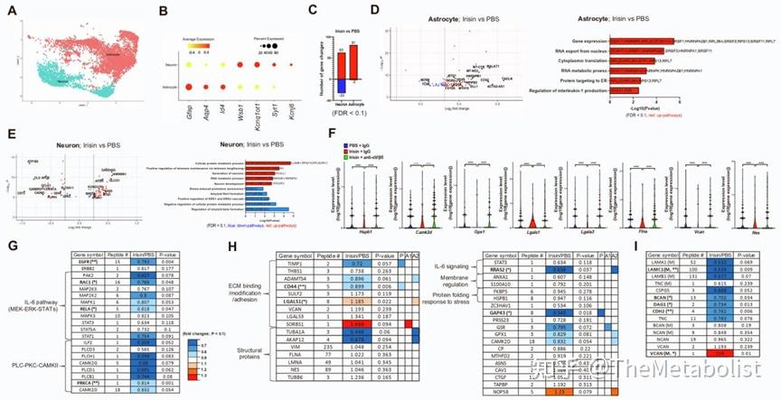 Neuron: Irisin让你不再困在时间里 - 知乎