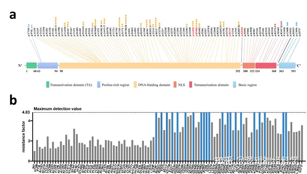 Genes Dis︱澳门科技大学黄锦伟/刘良等揭示p53突变在类风湿性关节炎患者甲氨蝶呤耐药中的潜在机制 - 知乎