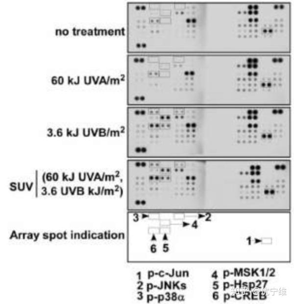 筛选加验证，抗体芯片的正确打开方式 - 知乎