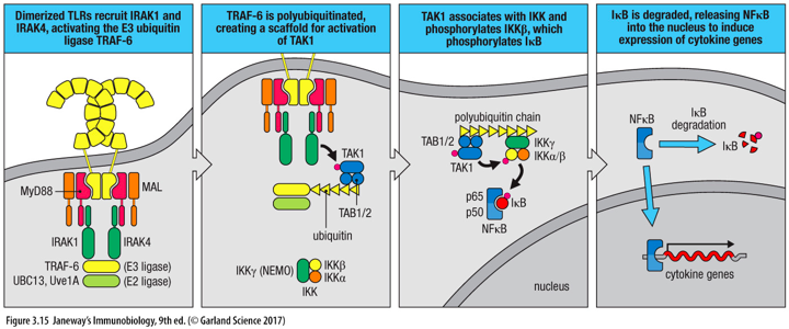 如何通俗地解释「泛素化」？ - 知乎