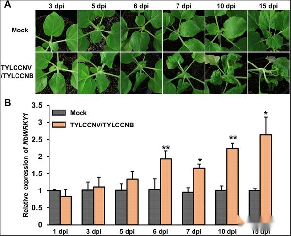 【PLOS Pathog】WRKY1抑制转录因子WHIRLY1，从而增强植物对双生病毒的抗性 - 知乎