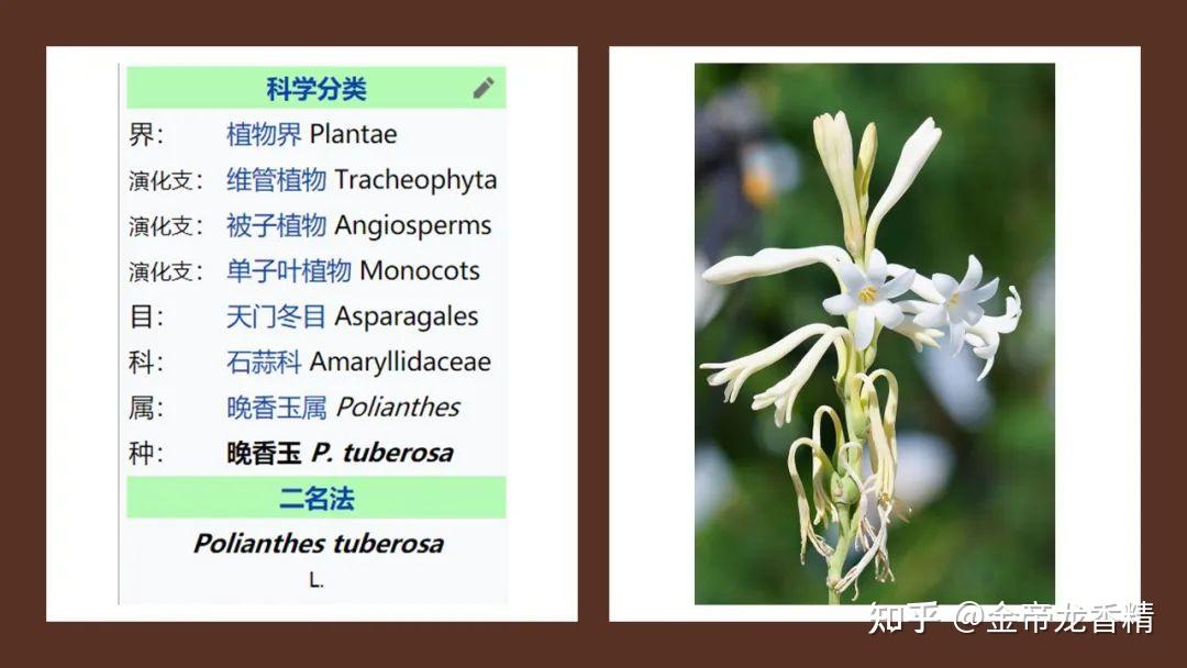 香精与香料(166)—晚香玉 - 知乎