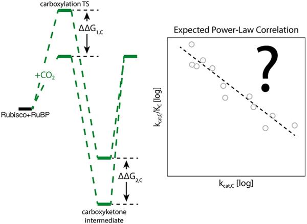 聊聊RuBisCO - 知乎