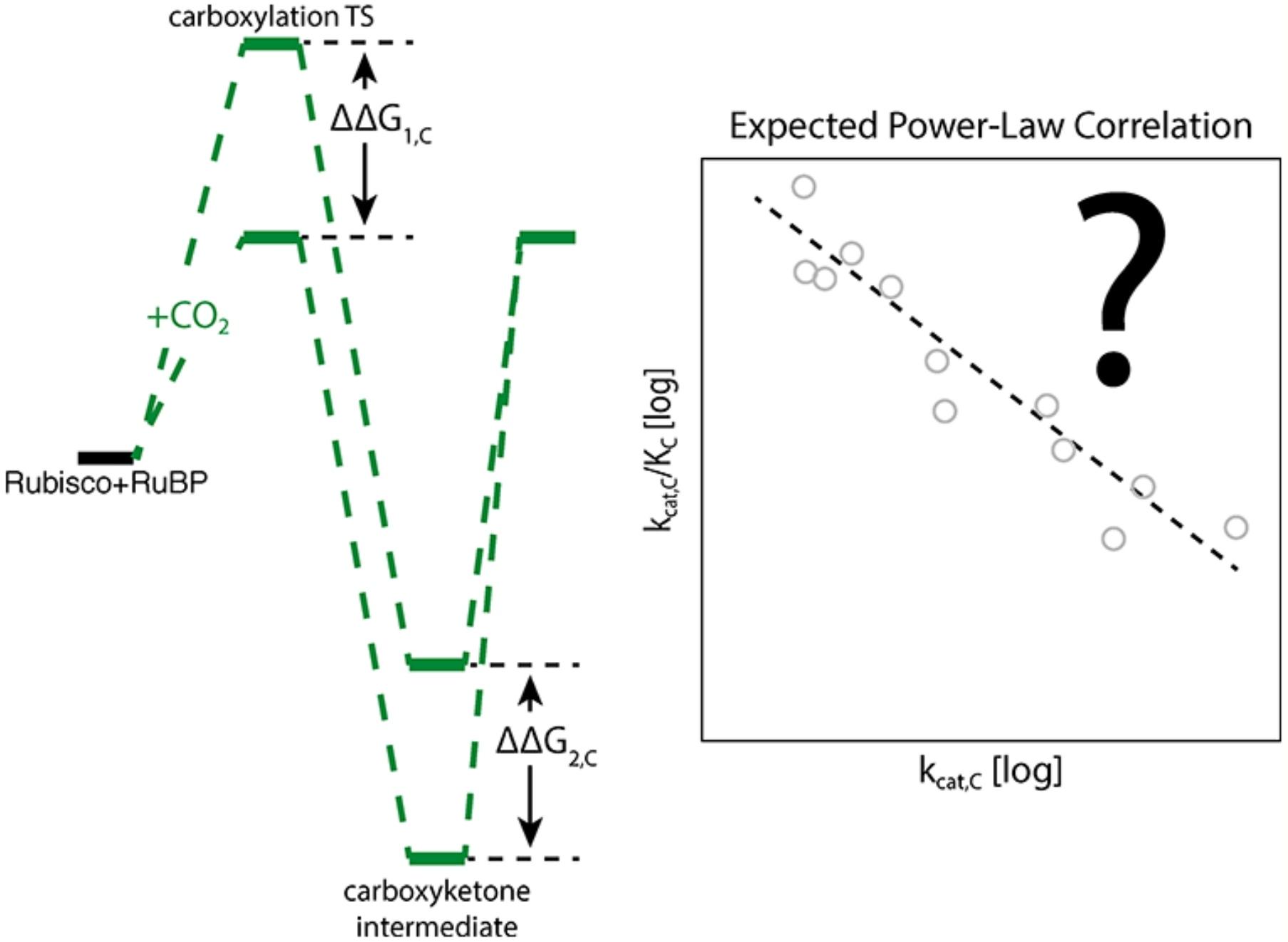 聊聊RuBisCO - 知乎