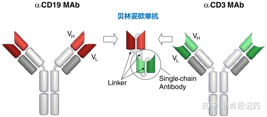 记住所有FDA生物药 | CD19、CD3双抗 | 倍利妥®贝林妥欧单抗 | 前体B细胞急性淋巴细胞白血病 - 知乎
